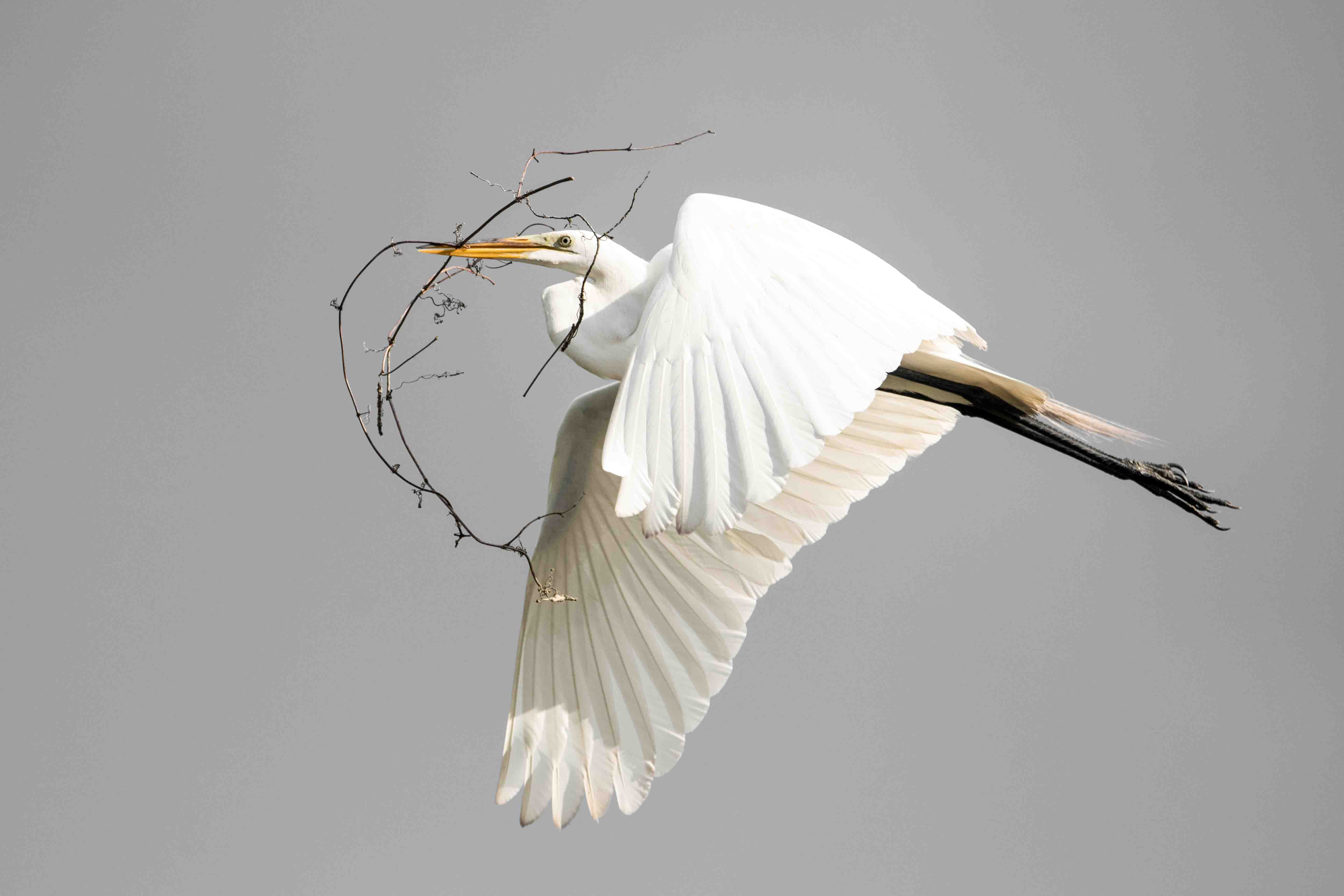 Collecting twigs – Mike Nocher Art