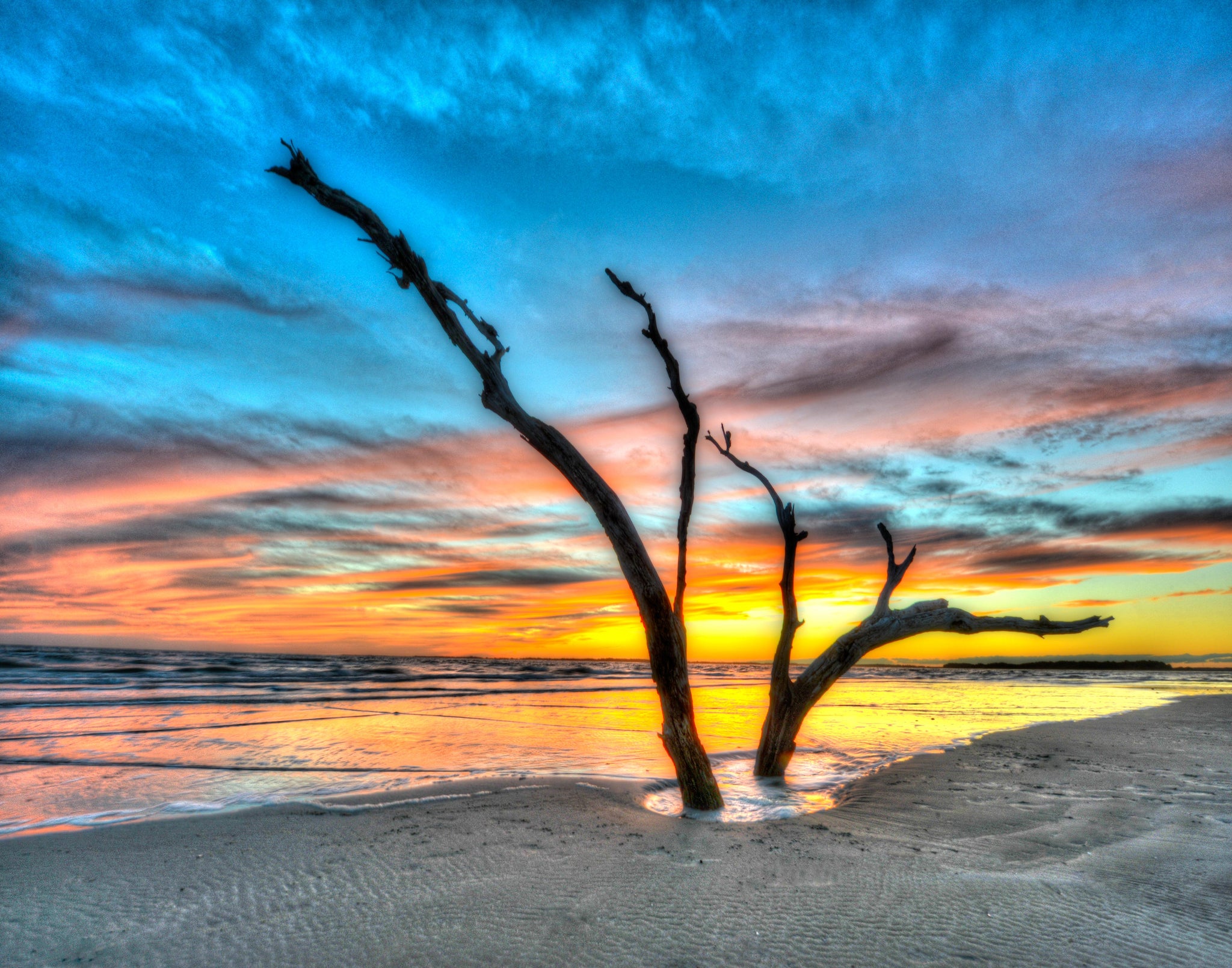 Folly Tree Silhouette – Mike Nocher Art