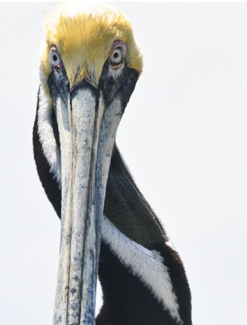 Pelican Face – Mike Nocher Art